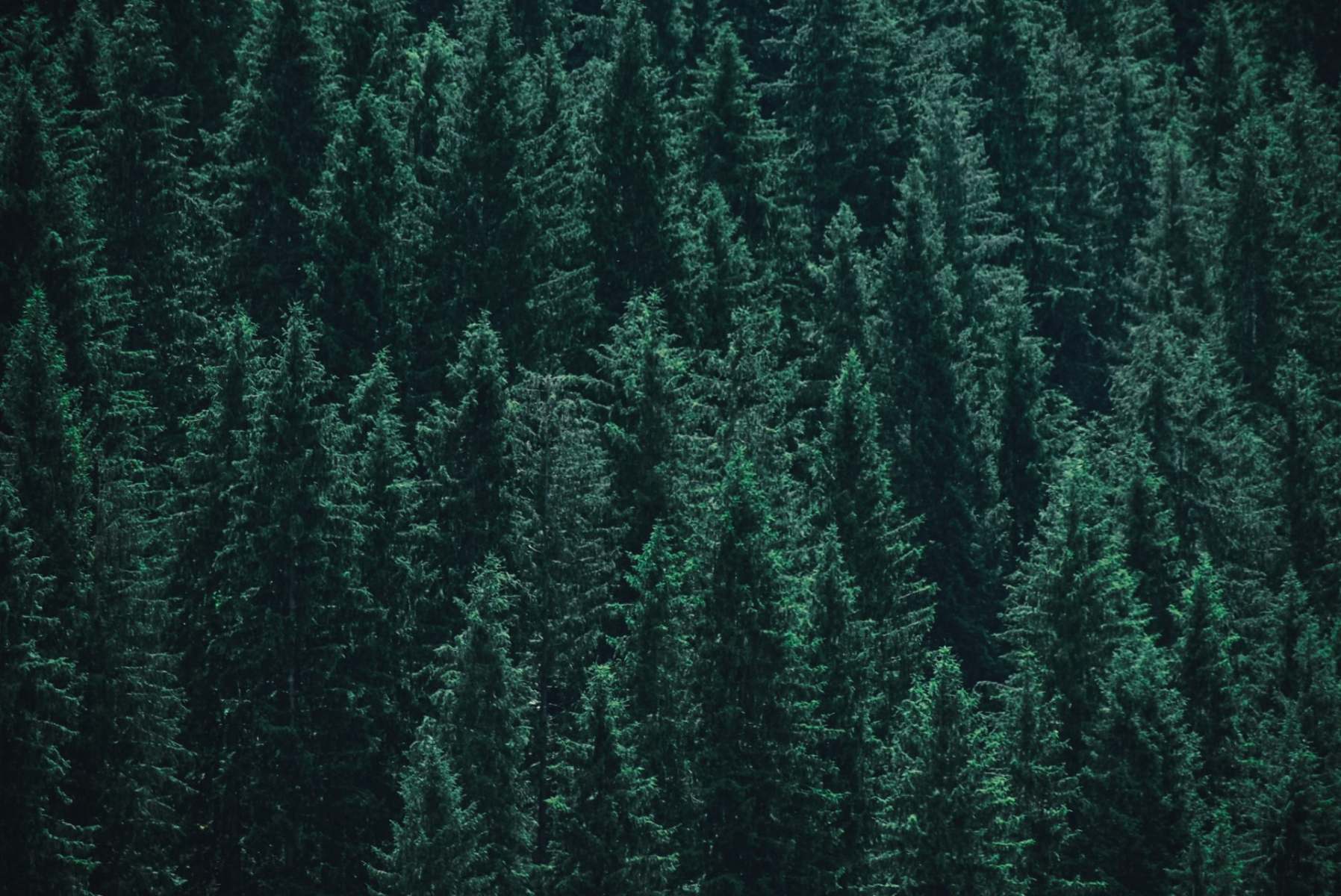 Deforestation initiative | TPIT, Crewe